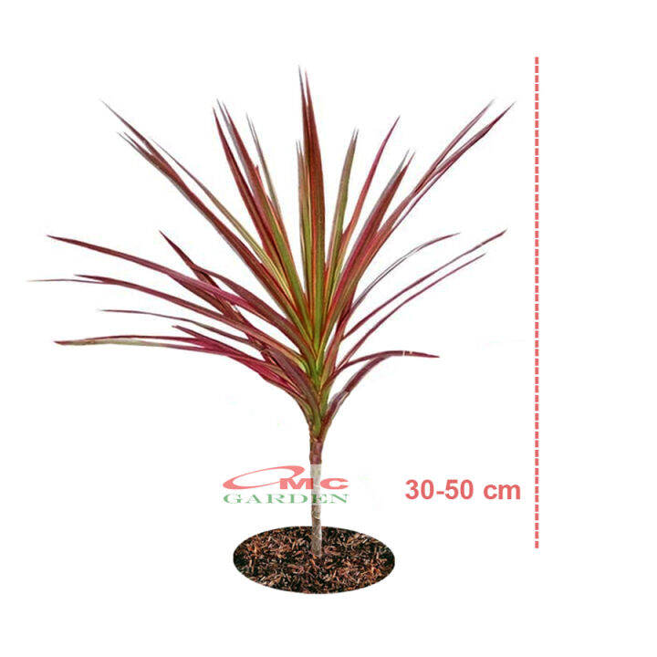 Tanaman Hias Dracaena Marginata Dragon Tree Tricolor Tri Color Merah ...