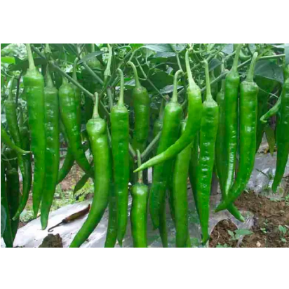 Sili Panigang / Siling Haba / 0.7 gram 90-110 pcs Hot Pepper Green / Bicol Express Chili Seeds ...