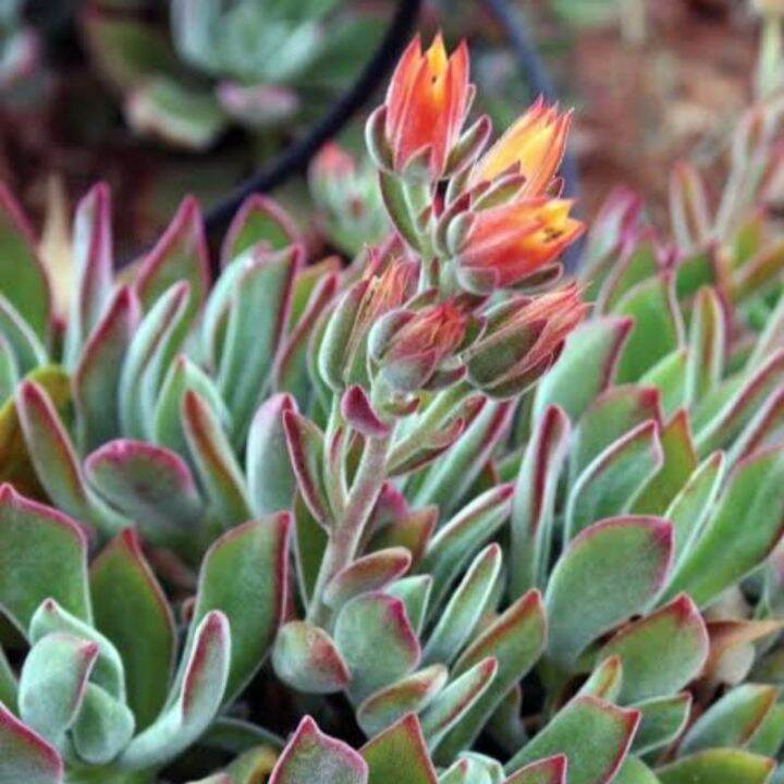 Echeveria setosa arrow/ Echeveria pulvinata/Sukulen | Lazada Indonesia
