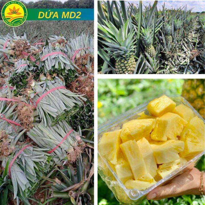 Cây giống Dứa Md2 dứa mật siêu ngọt ăn không rát lưỡi rất được ưa chuộng hiện nay, cho năng suất ...