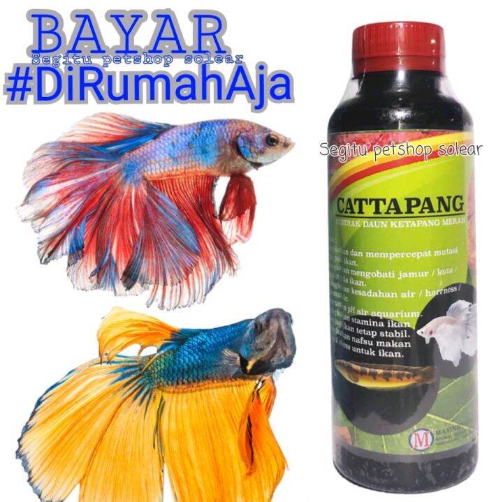 OBAT IKAN CUPANG UNTUK MEMPERCEPAT WARNA DAN MENGOBATI LUKA AKIBAT ...