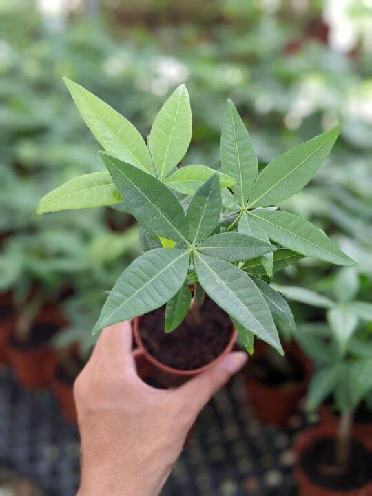 Mini Pachira - Fa Cai Shu - Lucky Money Plant (Easy Care) | Lazada ...