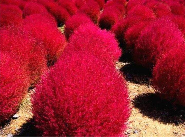 เมล็ดพันธุ์ หญ้ากอเชีย Kochia scoparia burning bush 10 เมล็ด เมล็ด ...