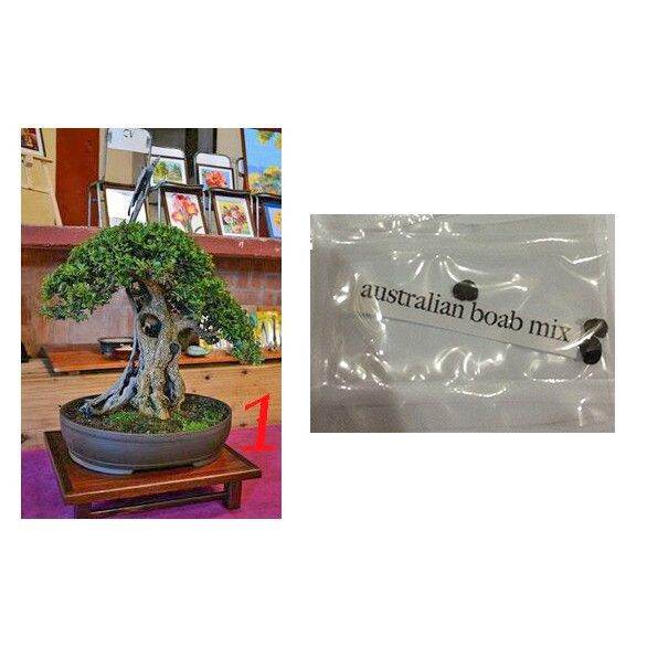 australian boab baobab tree plant seeds | Lazada PH