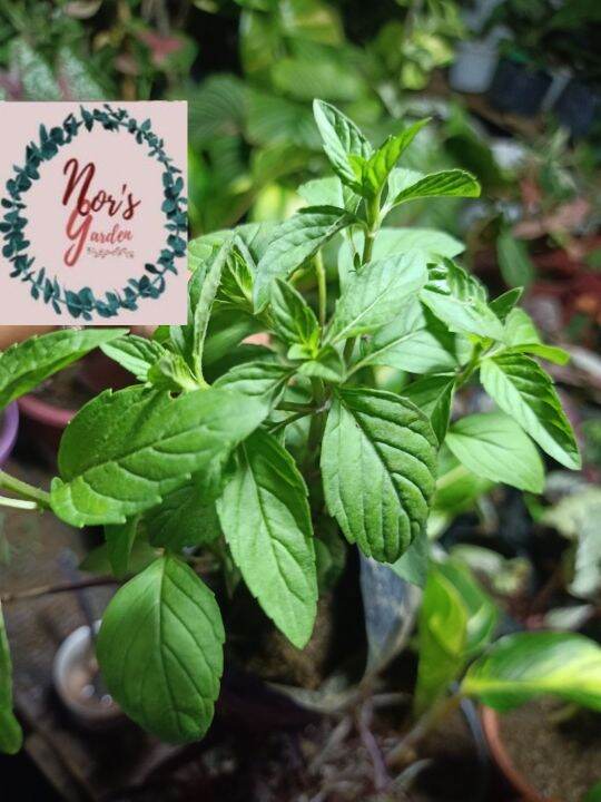 Java mint | Lazada PH Java mint | Lazada PH