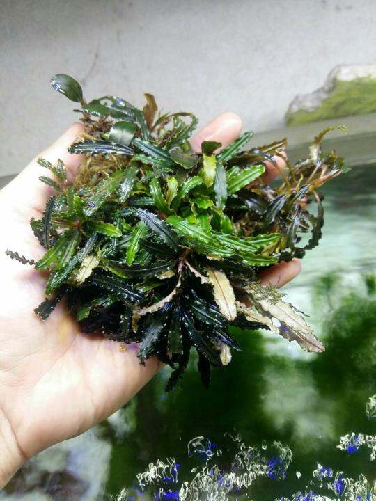 Bucephalandra jenis mini velvet/fake catherine | Lazada Indonesia