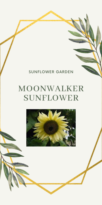 Moonwalker Sunflower - (10 seeds) | Lazada