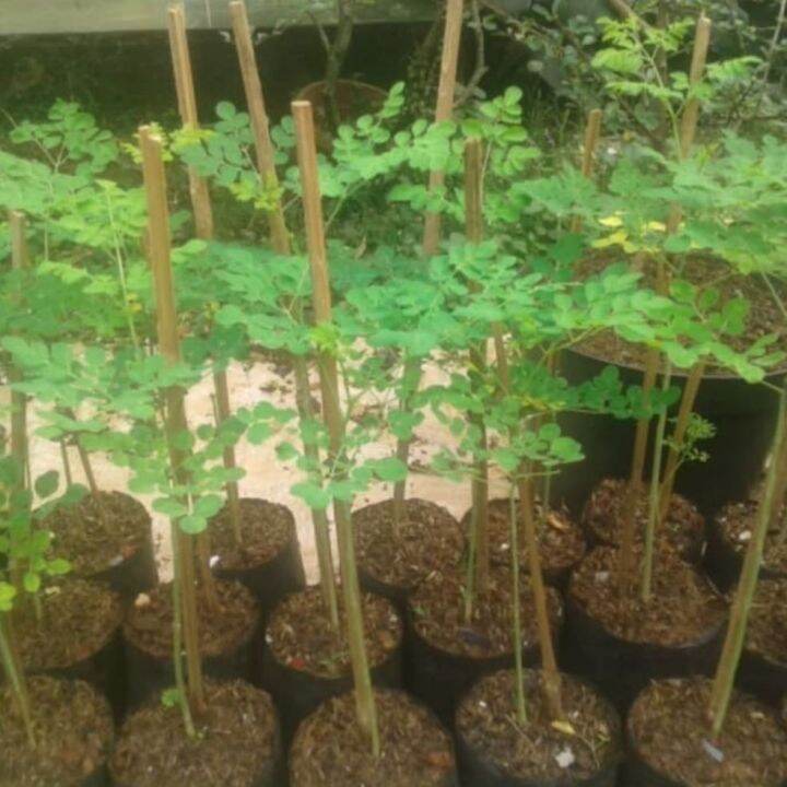 Pohon Kelor Bibit Tanaman Pohon Daun Kelor | Lazada Indonesia
