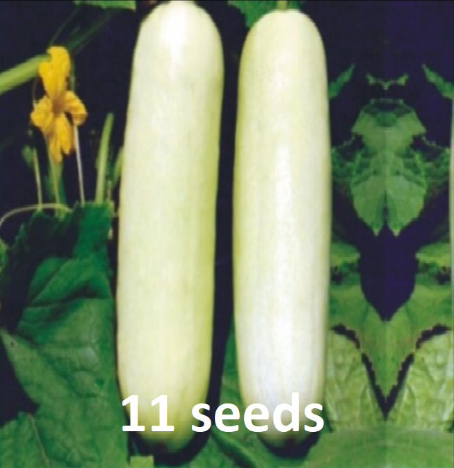 pipino / cucumber seeds - 20pesos per pack - condor seeds - plant seed ...