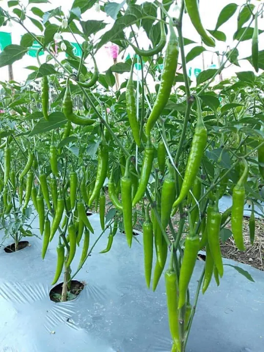 Sili panigang hybrid seeds for planting VEGETABLE AND SPICES buy 1 take ...