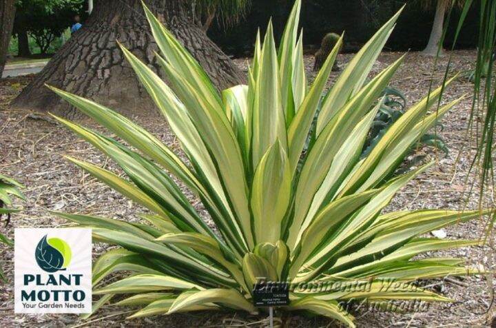 Giant False Agave with FREE white plastic pot, pebbles and garden soil ...