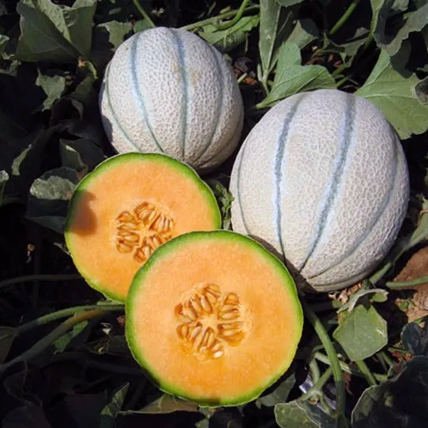 Tuscan Gourmet Melon Seeds - Melon Tuscan Seeds - Fruit Seeds | Lazada PH