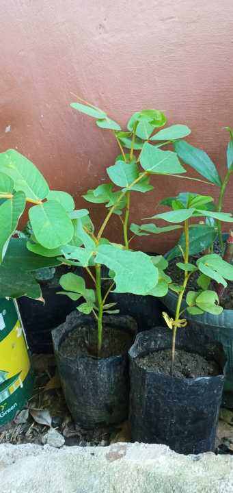 akapulko herbal | Lazada PH