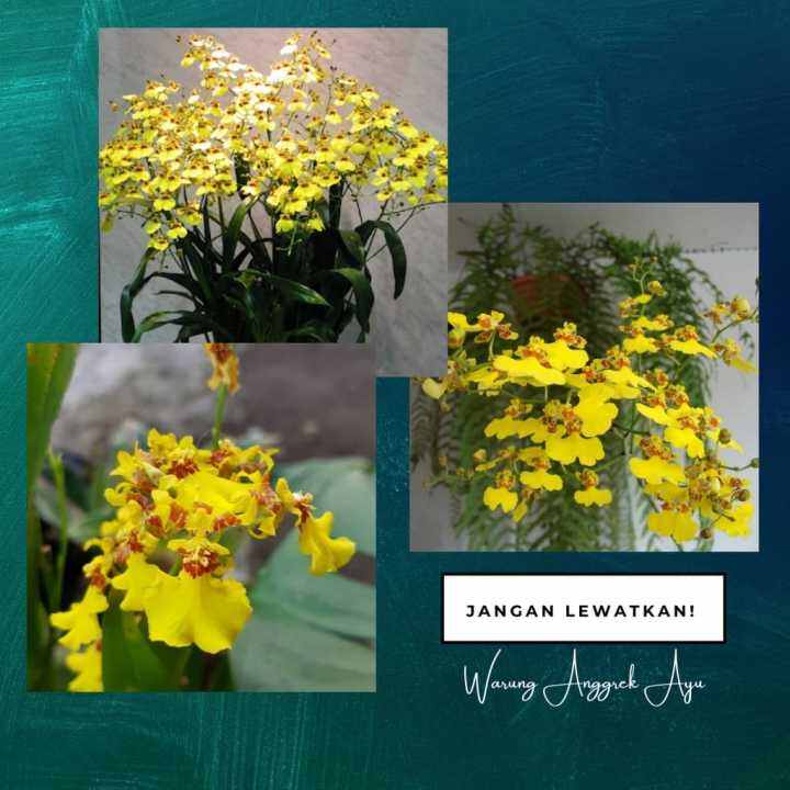 Anggrek Oncidium Golden Shower Cantik, Gemuk, dan Sehat | Lazada Indonesia