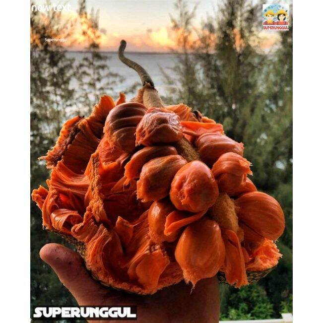 benih Bibit Tanaman cempedak king unggul seeds | Lazada PH