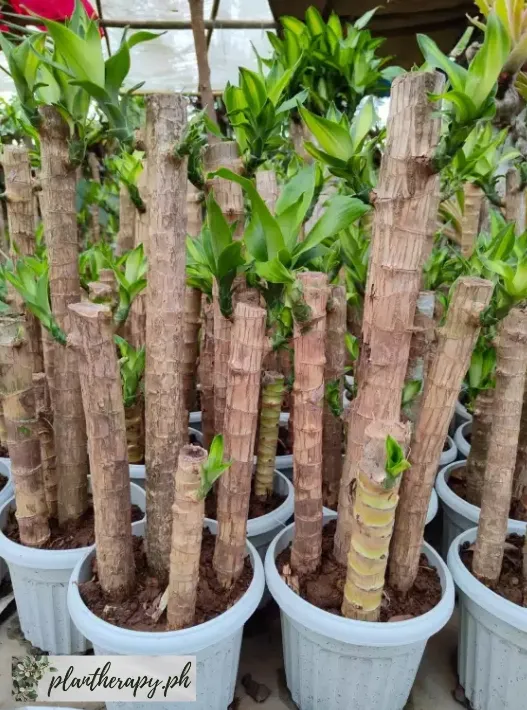 Fortune Plant Big Size 5 Stalks - Free pot and white pebbles | Lazada PH