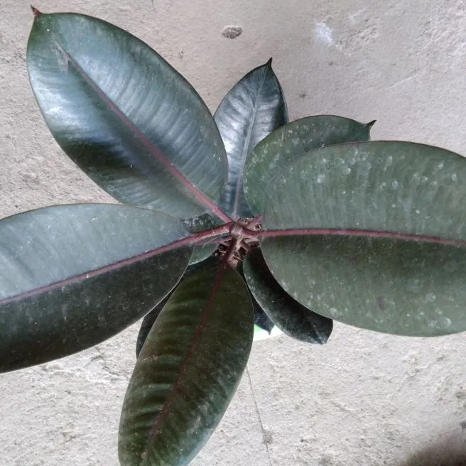 Rubber Tree Black Prince Thailand | Lazada PH