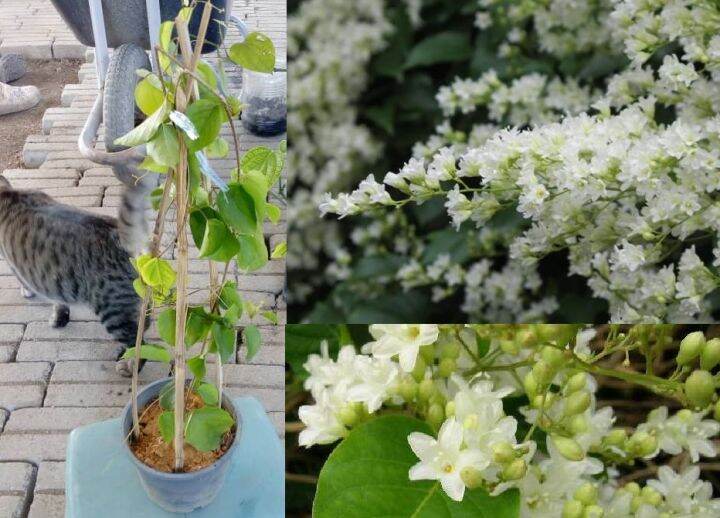 Snow vine live plant / Pokok Bunga Porana Anak Pokok Tanaman Benih ...