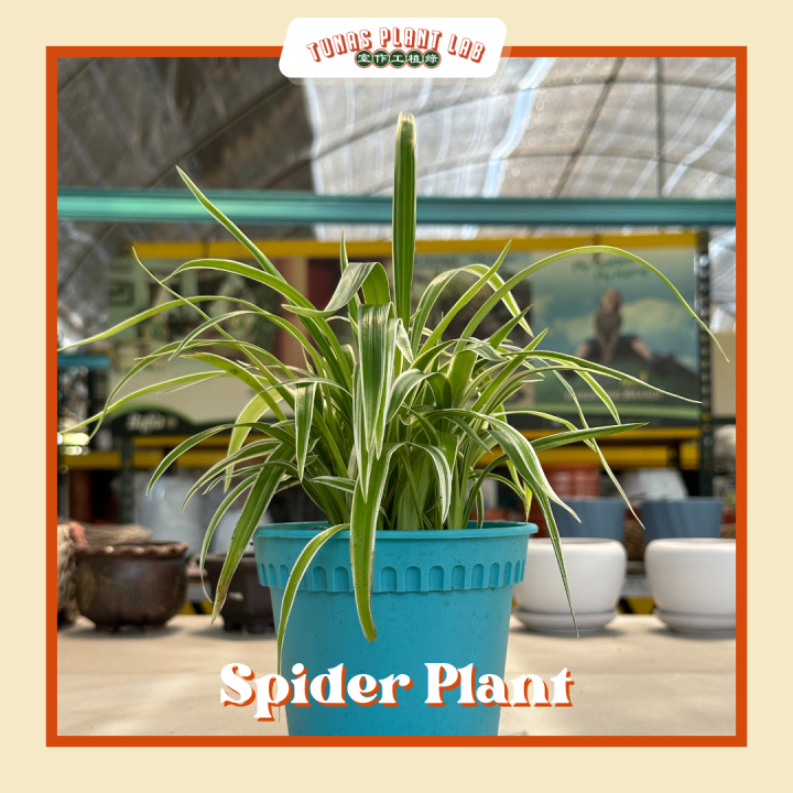 TPL - Tunas Plant Lab - Spider Plant / Chlorophytum Laxum - 吊兰 - REAL ...
