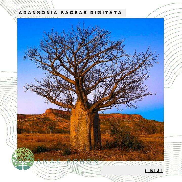 Benih Bibit Biji - Adansonia Baobab Digitata Pohon Asli Madagaskar ...