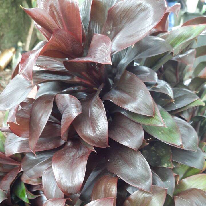 Dracaena Bruce Purple foliage 2pcs | Lazada PH
