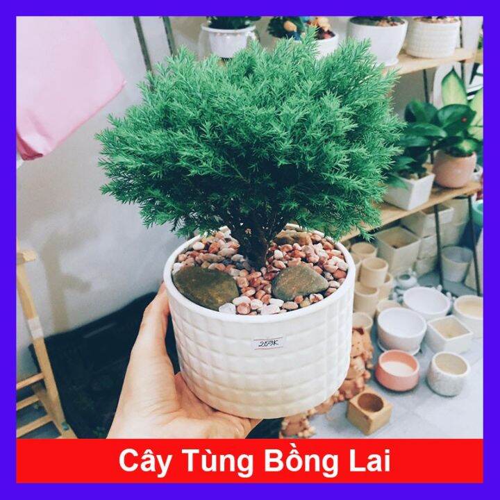 Cây tùng bồng lai - cây cảnh mini - cây cảnh để bàn - caykiengsadec ...