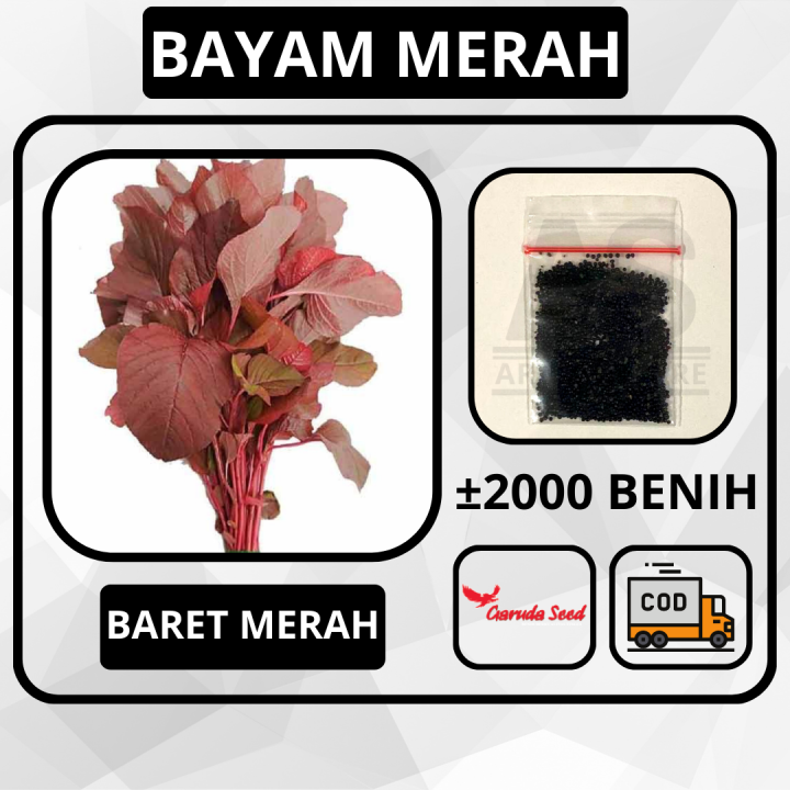 ±2000 Butir - Benih Bayam Merah BARET MERAH Bibit Sayuran Tanaman ...