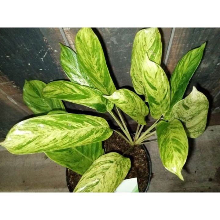 calathea golden mosaic/meranti kuning hijau/tanaman hias | Lazada Indonesia