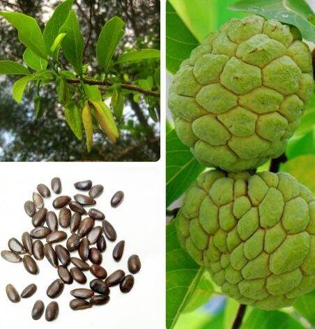 Cherimoya seeds Cystoid cones, Buddha's head fruit and Shikya fruit ...