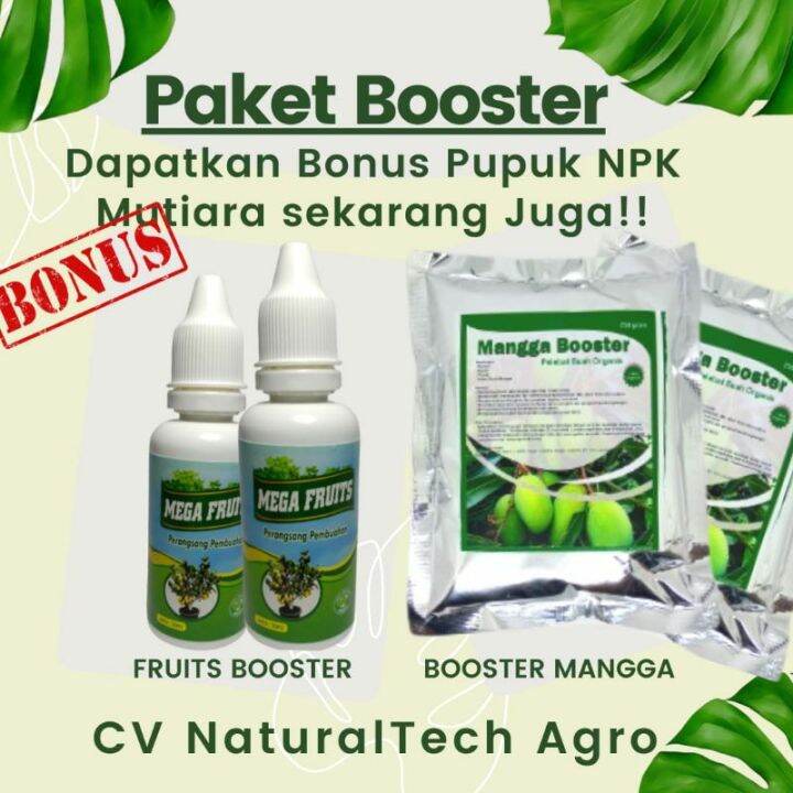 Promo Pupuk Booster Buah Lebat Paket Lengkap Pohon Mangga Plus Pupuk ...