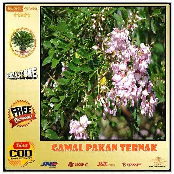 biji/benih/bibit tanaman Gamal Pakan Ternak / 10 biji | Lazada Indonesia