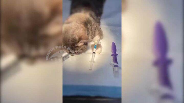 Cat V-Gel Supraglottic Airway Device Endotracheal Intubation for Cat ...