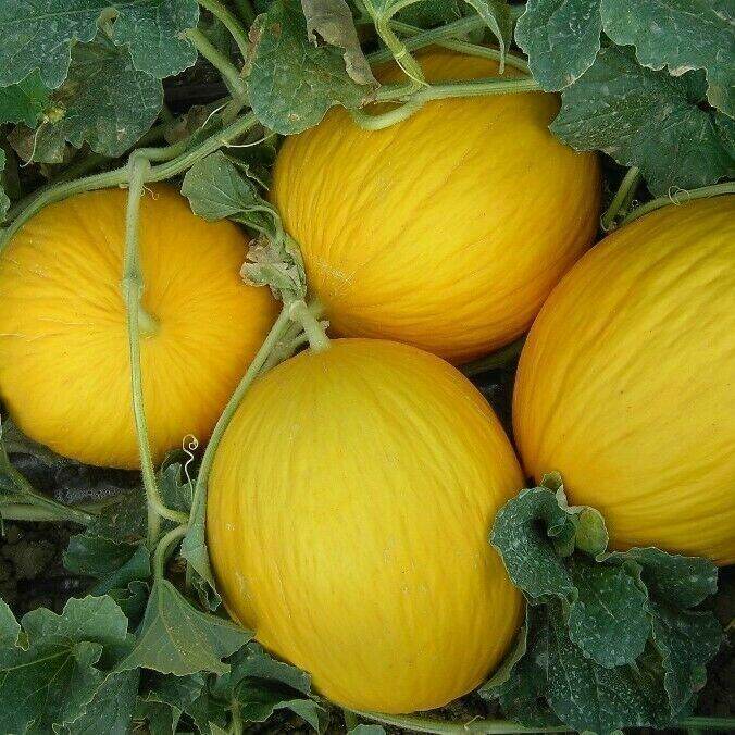 Italian Heirloom Melon - *Rugoso Napoletano Cucumis Melo seeds | Lazada PH