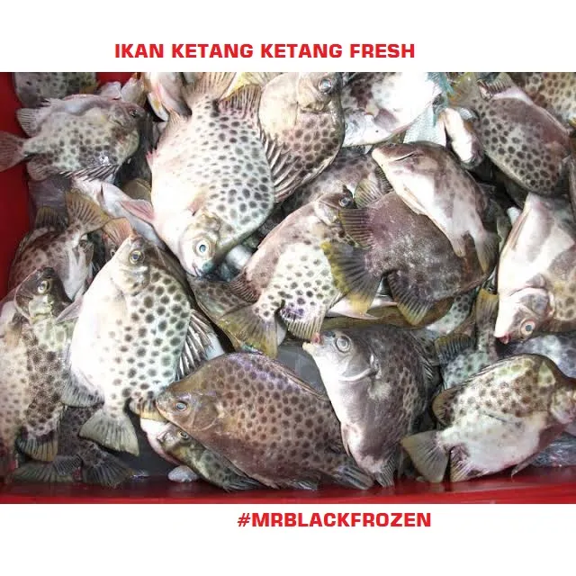 MRBLACKFROZEN = IKAN KETANG KETANG SEGAR | Lazada Indonesia