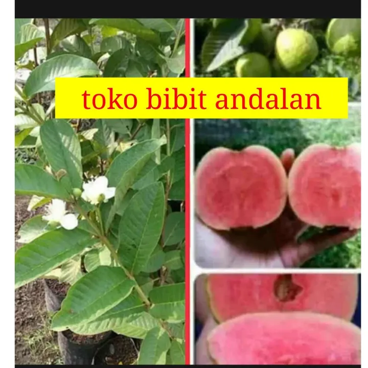 bibit jambu kristal merah super sudah berbuah | Lazada Indonesia