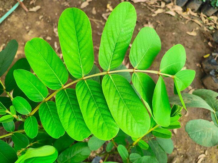 Acapulco Plant (Live Plant) with FREE garden soil, plastic pot and ...