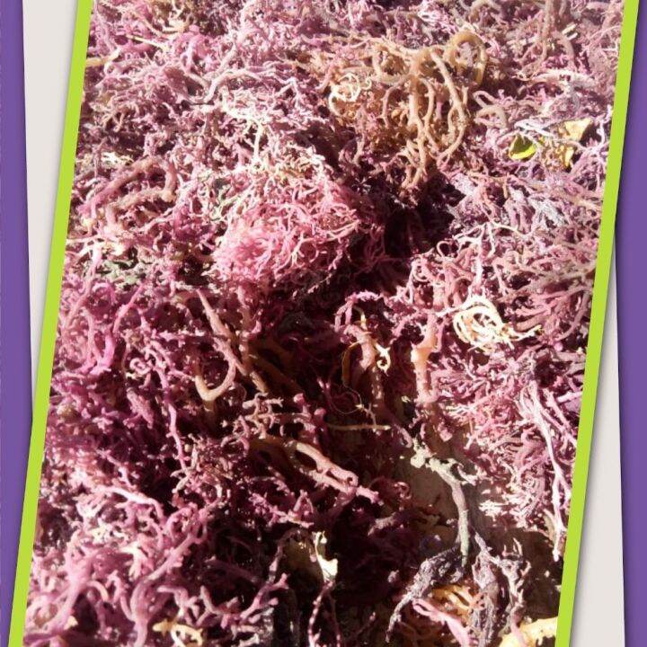 Rumput laut kering 1kg merah | Lazada Indonesia