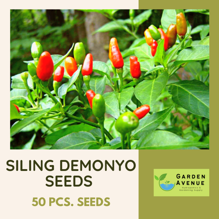 SILING DEMONYO SEEDS (50pcs seeds) Very Hot/High Yield | Lazada PH