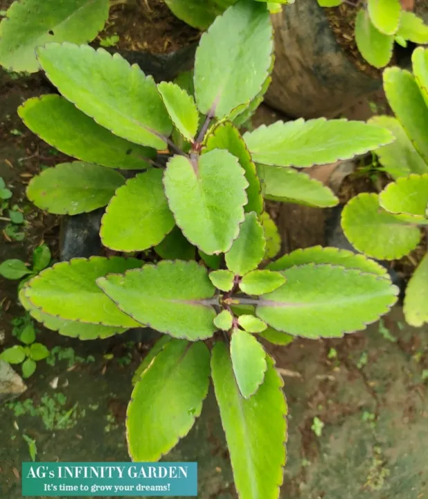 Kataka Taka / Miracle Plant with FREE plastic pot, garden soil ( Real ...