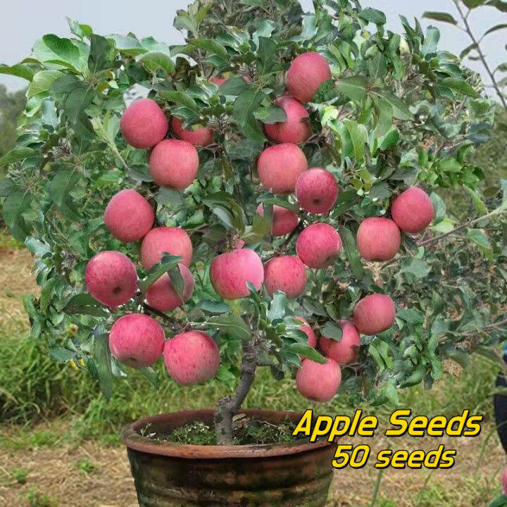 Sweet Apple Seeds (50seeds/pack) Rare Fruit Seeds for Planting High ...
