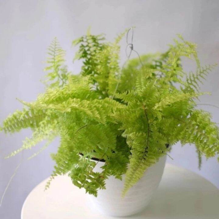 Tanaman hias gantung pakis embun - Tanaman hias pakis embun | Lazada ...