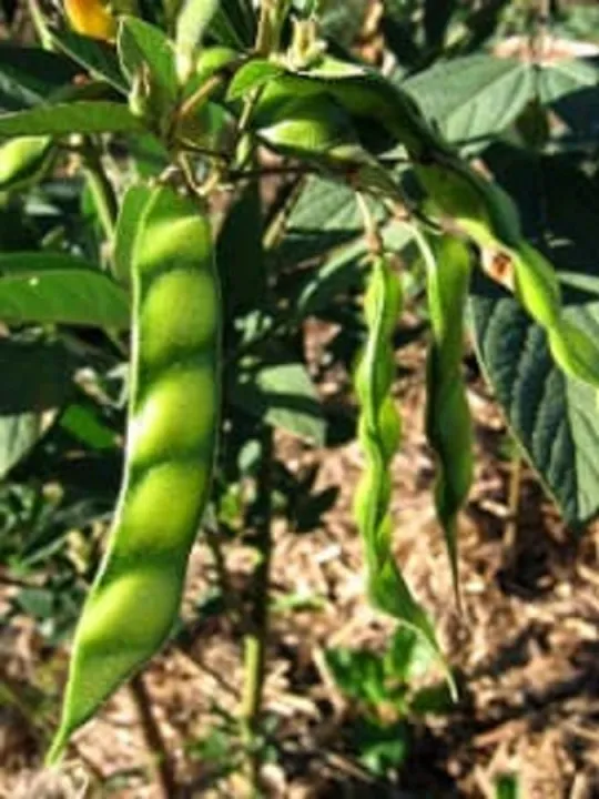 Kadios Pigeon Pea Seeds for Planting (5 seeds) VEGGIES | Lazada PH