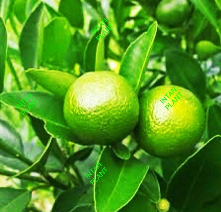 Live Plant Calamansi Plant Pokok Limau Kasturi / Limau Nipis (Citrus microcarpa) / 桔仔树 | Lazada