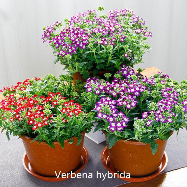 [Fast Germination] Malaysia Ready Stock 200pcs Multicolor Verbena ...