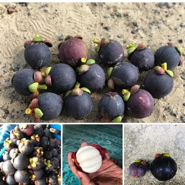 Malaysia Stock Manggis mesta / manggis master hybrid / pokok manggis mester / pokok manggis ...