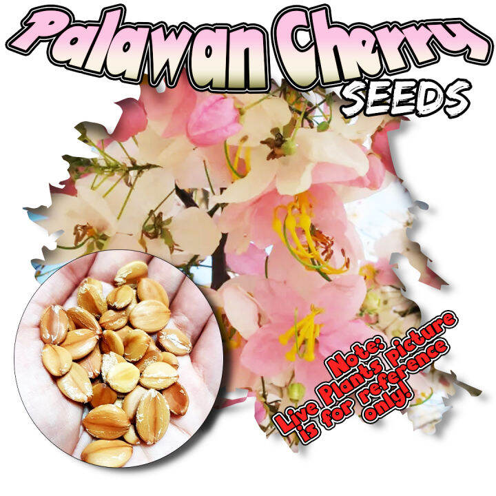 PALAWAN CHERRY - SEEDS TREE OR BALAYONG TREE PINK TREE SEEDS NATIVE IN ...