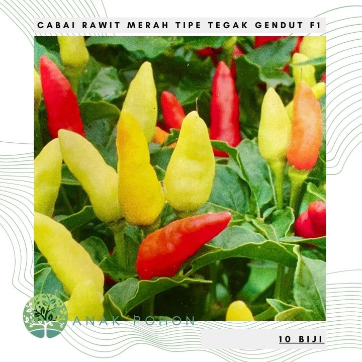 (10 Biji) Benih Bibit Biji - Cabai Rawit Merah Tipe Tegak Gendut F1 ...