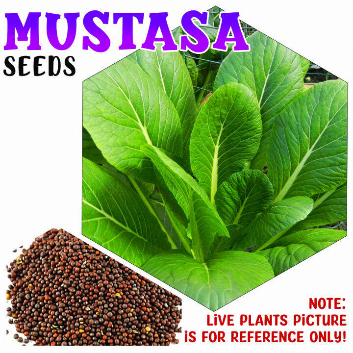 MUSTASA OR MUSTARD SEEDS ONLY VEGGY BEGETABLE SEEDS PUNA BIINHI BUTO NG ...