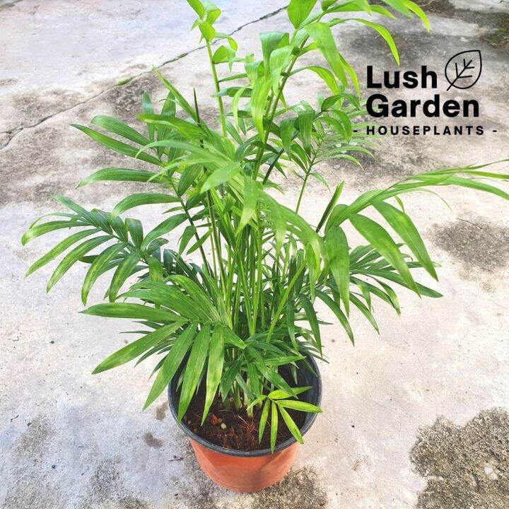 Java Palm / Jawa Palm / Areca / Butterfly Cane Palm Live Plant Pokok ...