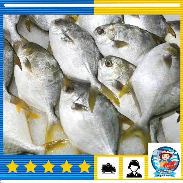 Local Golden Pomfret (Gutted & Scaled) / 本地去肚去鳞金昌鱼 (300gm-1000gm) Ikan Bawal Emas - Old Mama ...